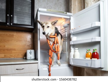369 Sitting Inside The Fridge Images, Stock Photos & Vectors | Shutterstock
