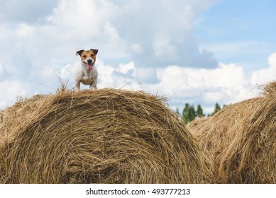 5,384 Dog hay Images, Stock Photos & Vectors | Shutterstock