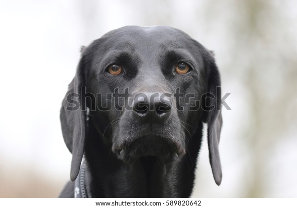 Dog Staring Camera Stock Photo (Edit Now) 589820642