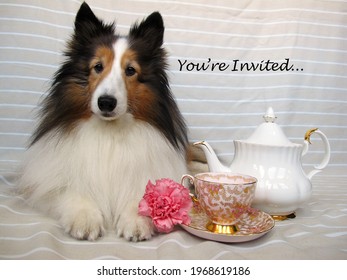 157 Tea Set Pet Stock Photos, Images & Photography | Shutterstock