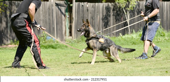 3,509 Dog instructor Images, Stock Photos & Vectors | Shutterstock