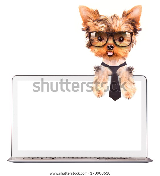 Dog Using Computer Laptop Empty Screen Stock Photo 170908610 | Shutterstock