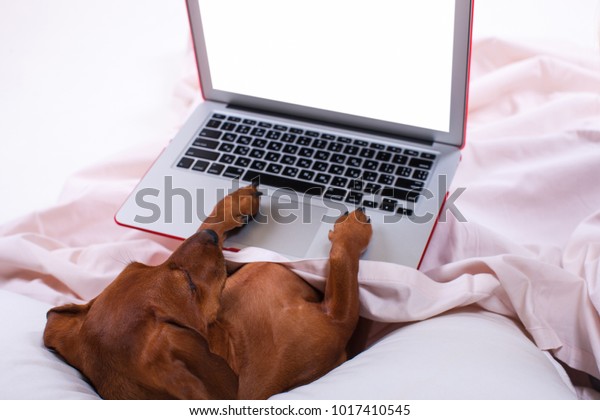Dog Using Laptop While Lying Bed Stock Photo (Edit Now) 1017410545