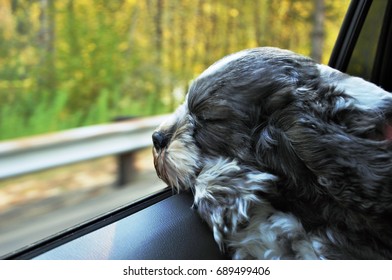 164 Car dog blowing wind Images, Stock Photos & Vectors | Shutterstock
