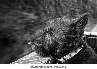 Dog Wind Face Stock Photo 96563341 | Shutterstock