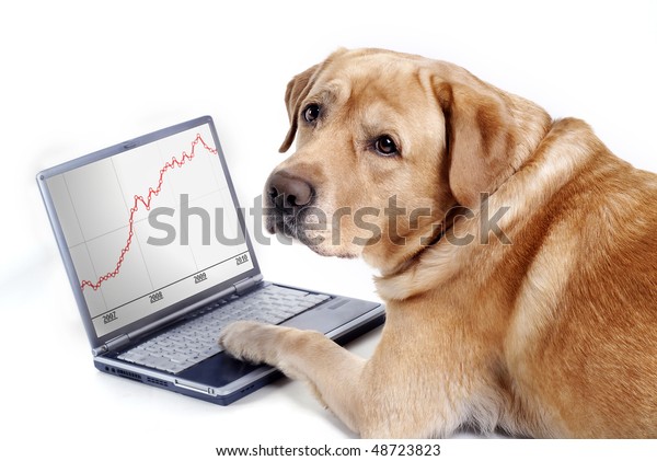Dog Work On Computer Stock Photo (Edit Now) 48723823