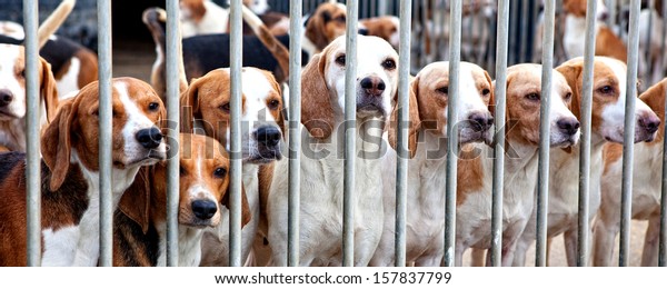 Dogs Behind Bars Stock Photo (Edit Now) 157837799