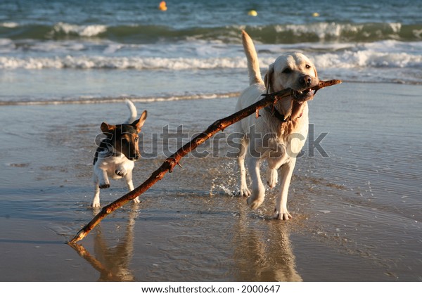 Dogs Playing On Beach Stock Photo (Edit Now) 2000647