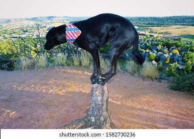 678 Dog doing tricks Images, Stock Photos & Vectors | Shutterstock