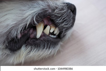 419 Clean dog's teeth Images, Stock Photos & Vectors | Shutterstock
