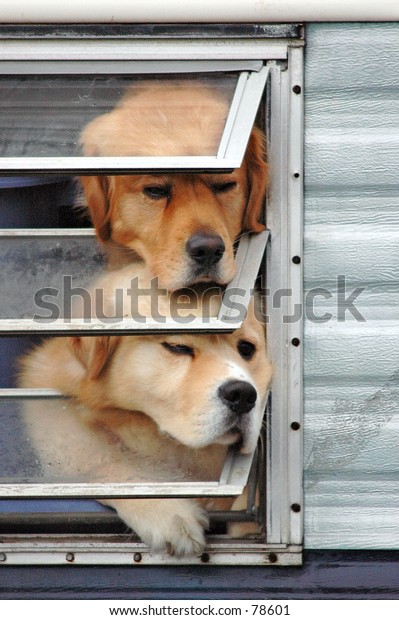 Dogs Window Foto stock 78601 | Shutterstock