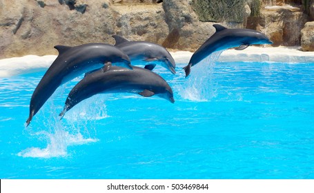 182 Dolfins Stock Photos, Images & Photography | Shutterstock