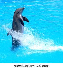 Dolfin Images, Stock Photos & Vectors | Shutterstock