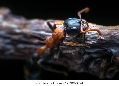 29 Dolichoderus thoracicus Images, Stock Photos & Vectors | Shutterstock