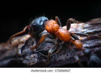 29 Dolichoderus thoracicus Images, Stock Photos & Vectors | Shutterstock