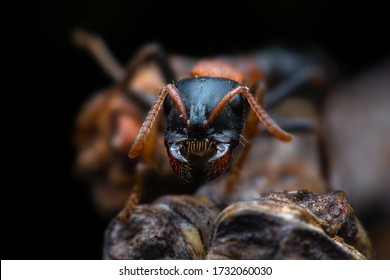 29 Dolichoderus thoracicus Images, Stock Photos & Vectors | Shutterstock