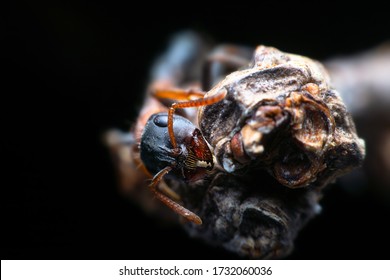 29 Dolichoderus thoracicus Images, Stock Photos & Vectors | Shutterstock