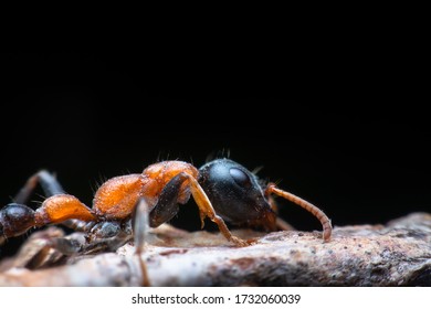 29 Dolichoderus thoracicus Images, Stock Photos & Vectors | Shutterstock
