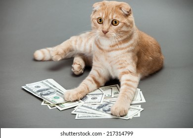 2,991 Cat dollars Images, Stock Photos & Vectors | Shutterstock