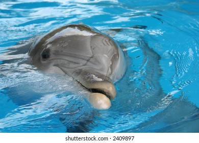 Dolphin Muzzle Stock Photo (Edit Now) 1825045