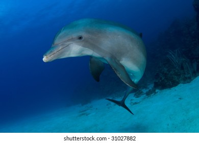 Dolphin Stock Photo 31027882 | Shutterstock