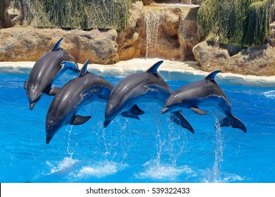 Dolfin Images, Stock Photos & Vectors | Shutterstock