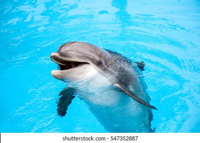 482 Bottlenose dolphin teeth Images, Stock Photos & Vectors | Shutterstock
