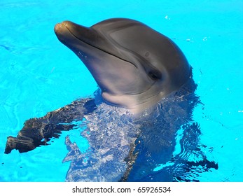 Dolphin Swimming Pool Stock Photo 134073110 | Shutterstock