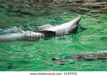 Dolphin Back Stroke Stock Photo (Edit Now) 1449992 - Shutterstock