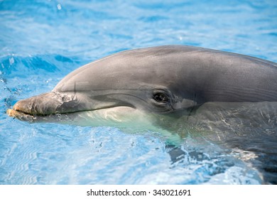 482 Bottlenose dolphin teeth Images, Stock Photos & Vectors | Shutterstock
