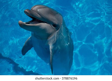 3,651 Dolphin Close Images, Stock Photos & Vectors | Shutterstock