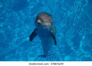 Dolphin Close Portrait While Looking You Stockfoto 378876259 | Shutterstock