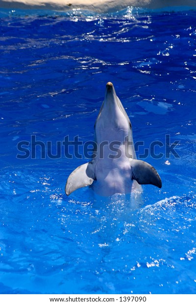 Dolphin Doing Tricks Stock Photo (Edit Now) 1397090