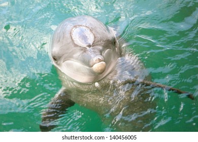 153 Dolphin looking camera Images, Stock Photos & Vectors | Shutterstock