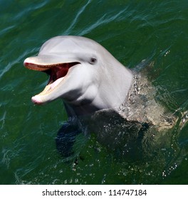 3,342 Dolphin face Images, Stock Photos & Vectors | Shutterstock