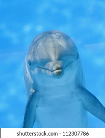 153 Dolphin looking camera Images, Stock Photos & Vectors | Shutterstock