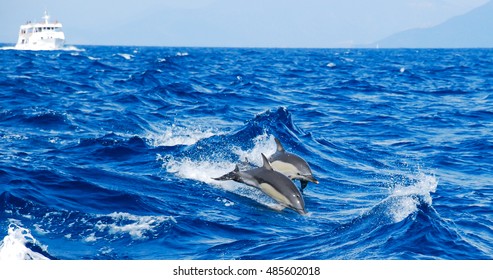Dolphins Stock Photo 485602018 | Shutterstock