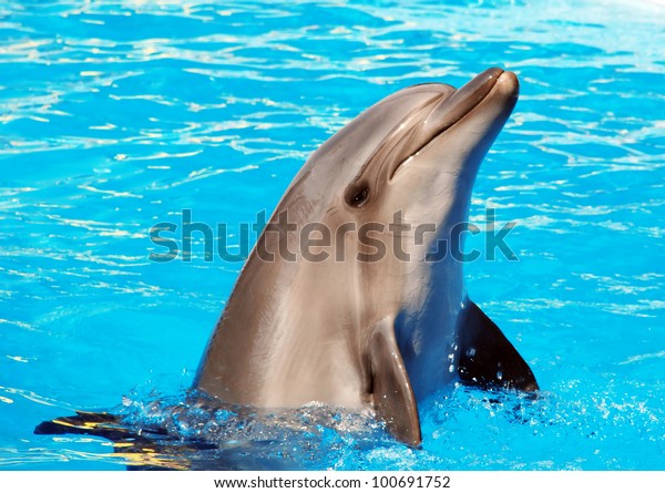 Dolphins Stock Photo 100691752 | Shutterstock