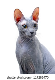 Cool Cat Portrait Fawn Lilac Devon Stock Photo (Edit Now) 2066923718