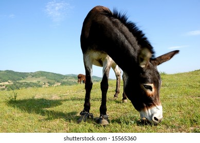 Donkey Stock Photo 15565360 | Shutterstock