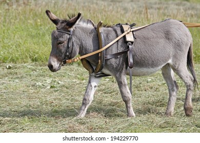 5,393 Working Donkey Images, Stock Photos & Vectors | Shutterstock