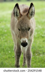 92 Donkey's back Images, Stock Photos & Vectors | Shutterstock