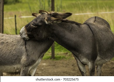 100 Donkeys kissing Foto Stok, Gambar & Fotografi | Shutterstock