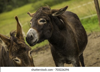 100 Donkeys kissing Foto Stok, Gambar & Fotografi | Shutterstock