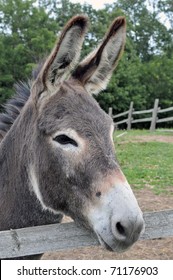 2,440 Donkey front Stock Photos, Images & Photography | Shutterstock