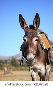 1,538 Pack mules Images, Stock Photos & Vectors | Shutterstock