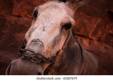 32 Restive Horse Images, Stock Photos & Vectors | Shutterstock