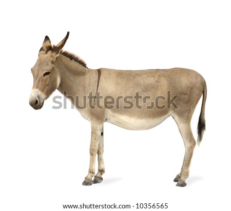 Donkey Front White Background Stock Photo (Edit Now) 10356565 ...