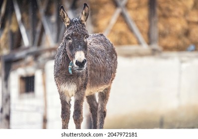 66 Money mule Images, Stock Photos & Vectors | Shutterstock