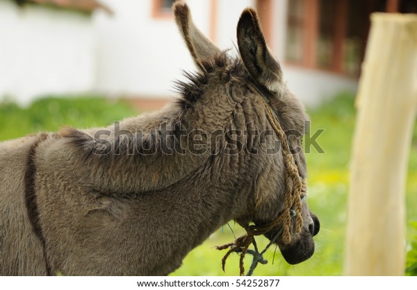 Donkey Looking Back Stock Photo 54252877 | Shutterstock